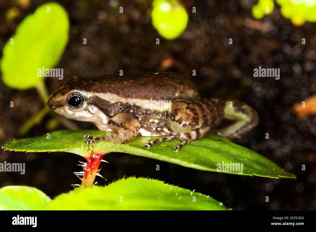POISON DART FROG colostethus infraguttatus, ADULT STANDING ON LEAF, ECUADOR Stock Photo - Alamy