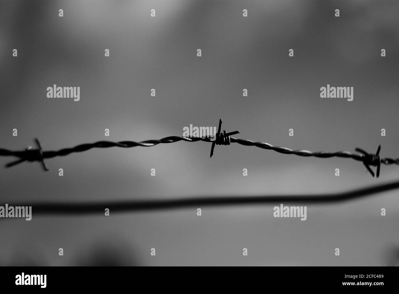 Closeup of shiny strained metal barbed wire on blurred background in ...