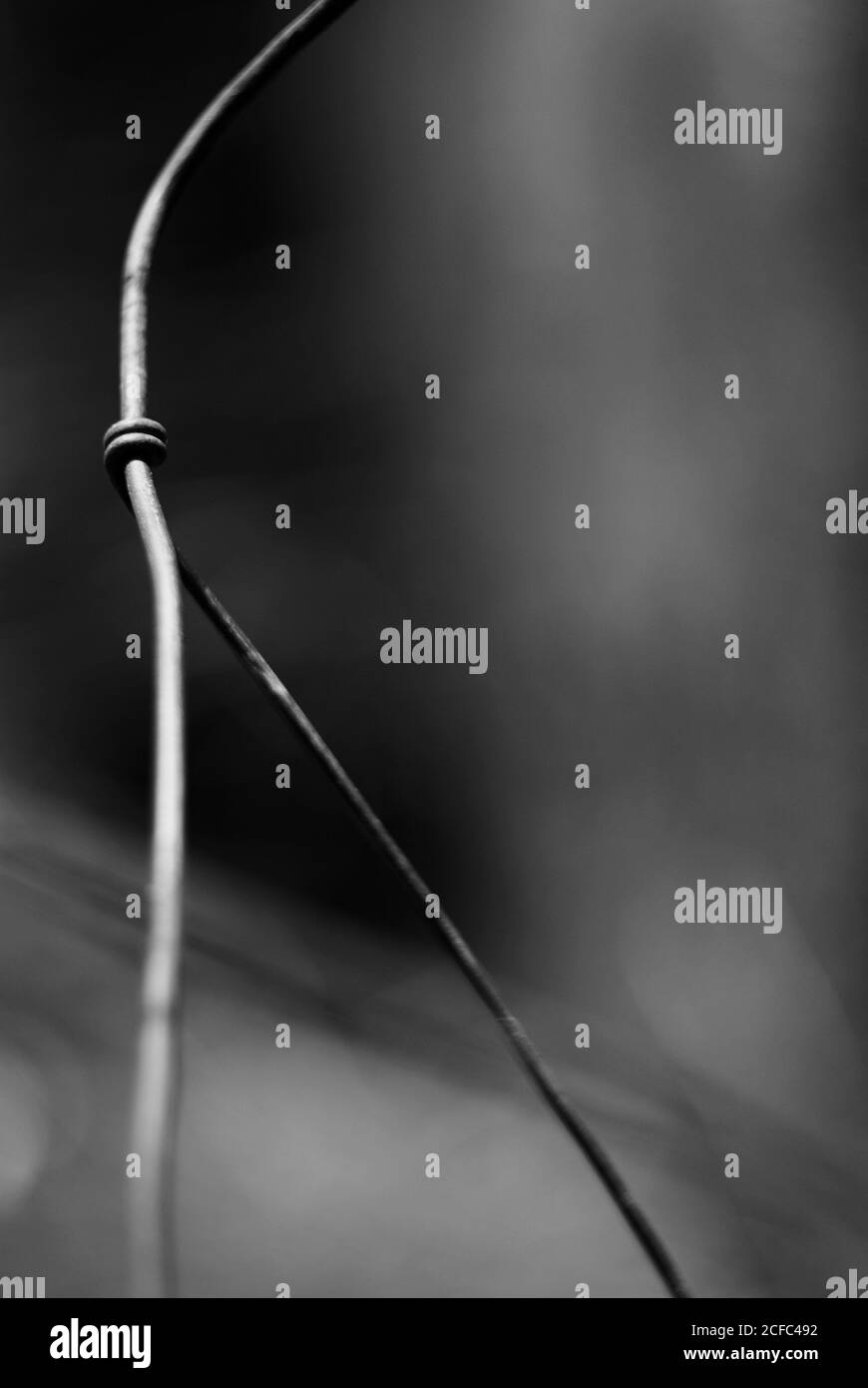 Closeup of shiny strained metal barbed wire on blurred background in ...