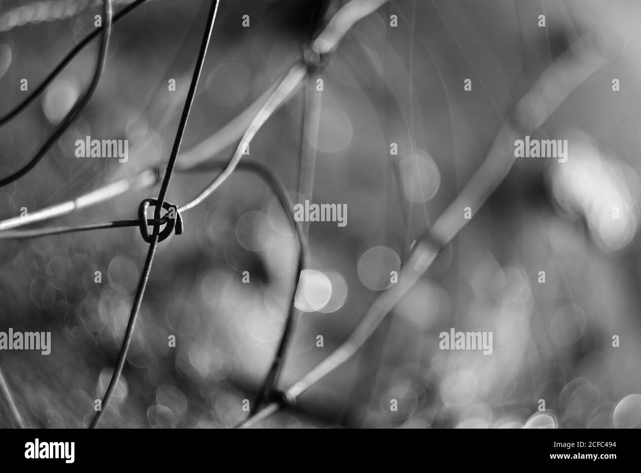 Closeup of shiny strained metal barbed wire on blurred background in ...
