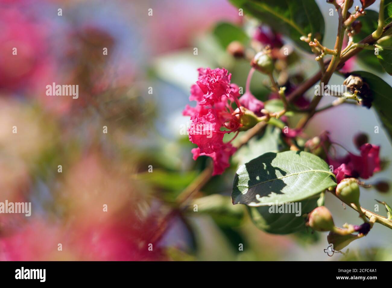 Aromatic saturated red flower on thin leg growing on bush with dark ...