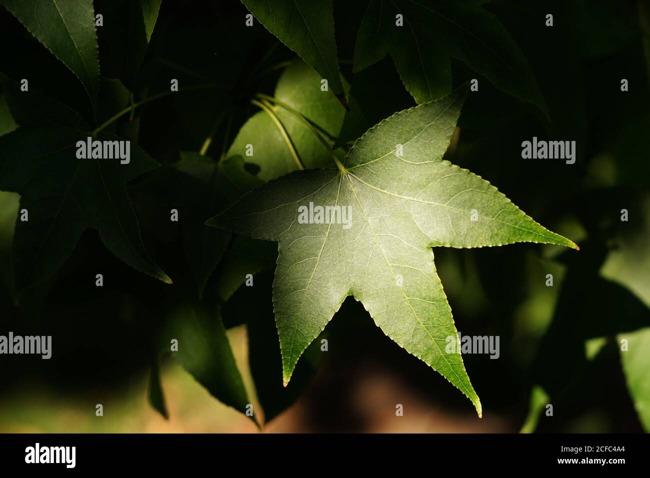 Green fresh foliage hi-res stock photography and images - Alamy
