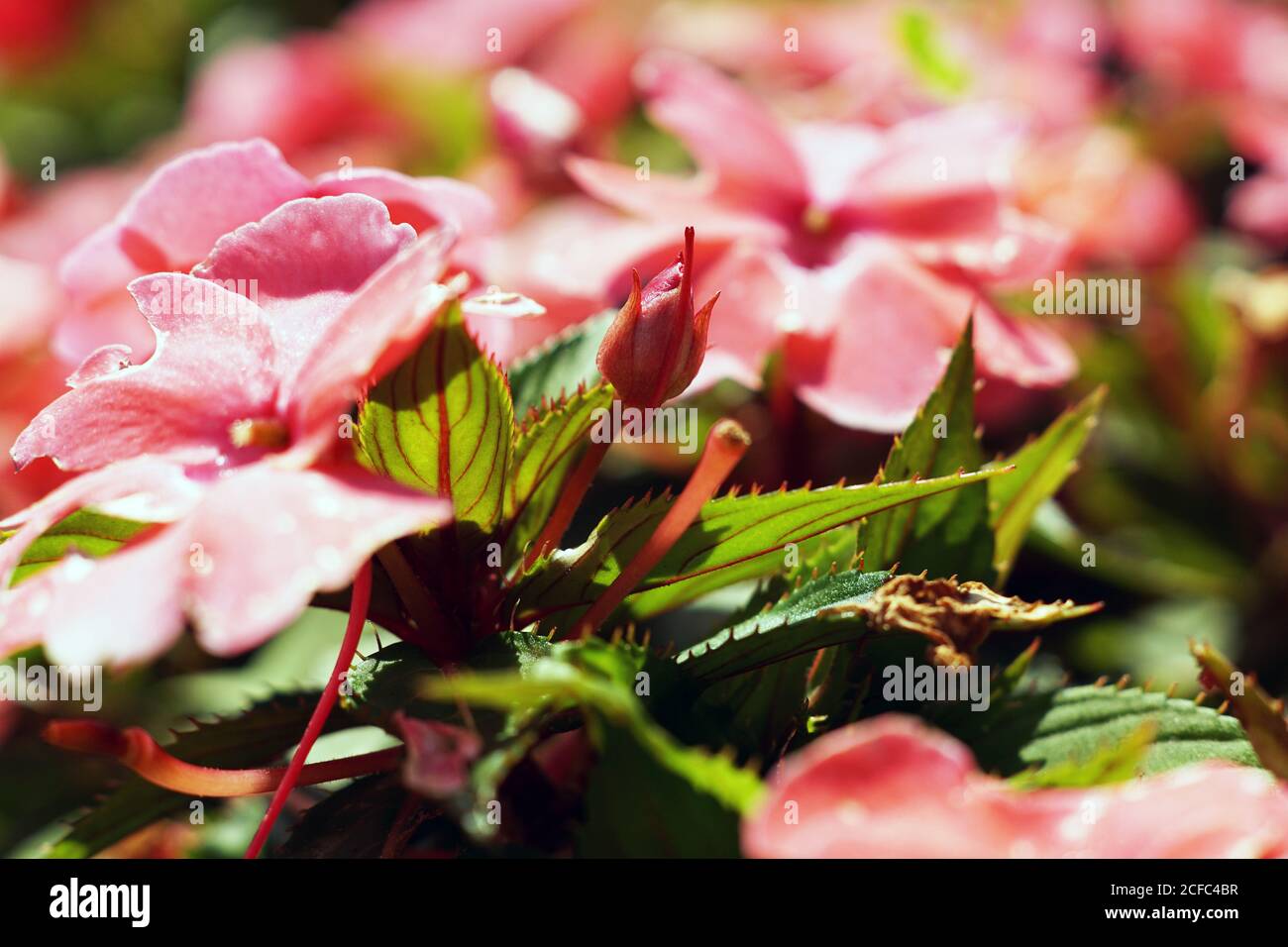 Aromatic saturated red flower on thin leg growing on bush with dark ...