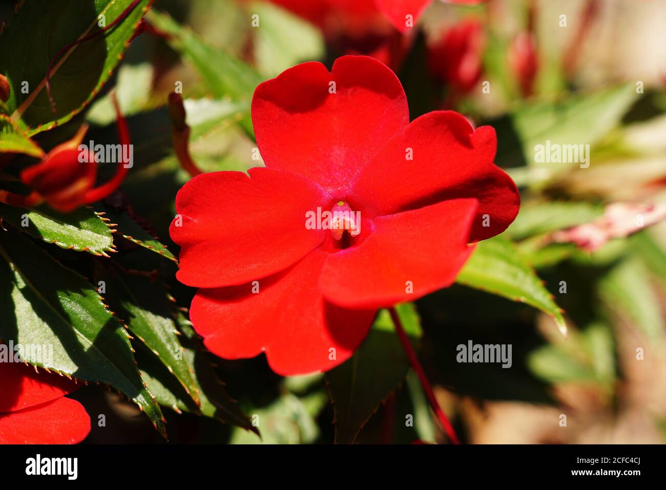 Aromatic saturated red flower on thin leg growing on bush with dark ...