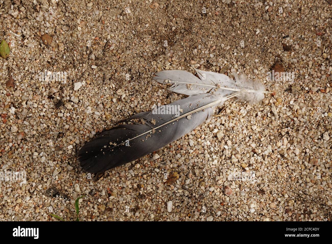 Bird grains hi-res stock photography and images - Alamy