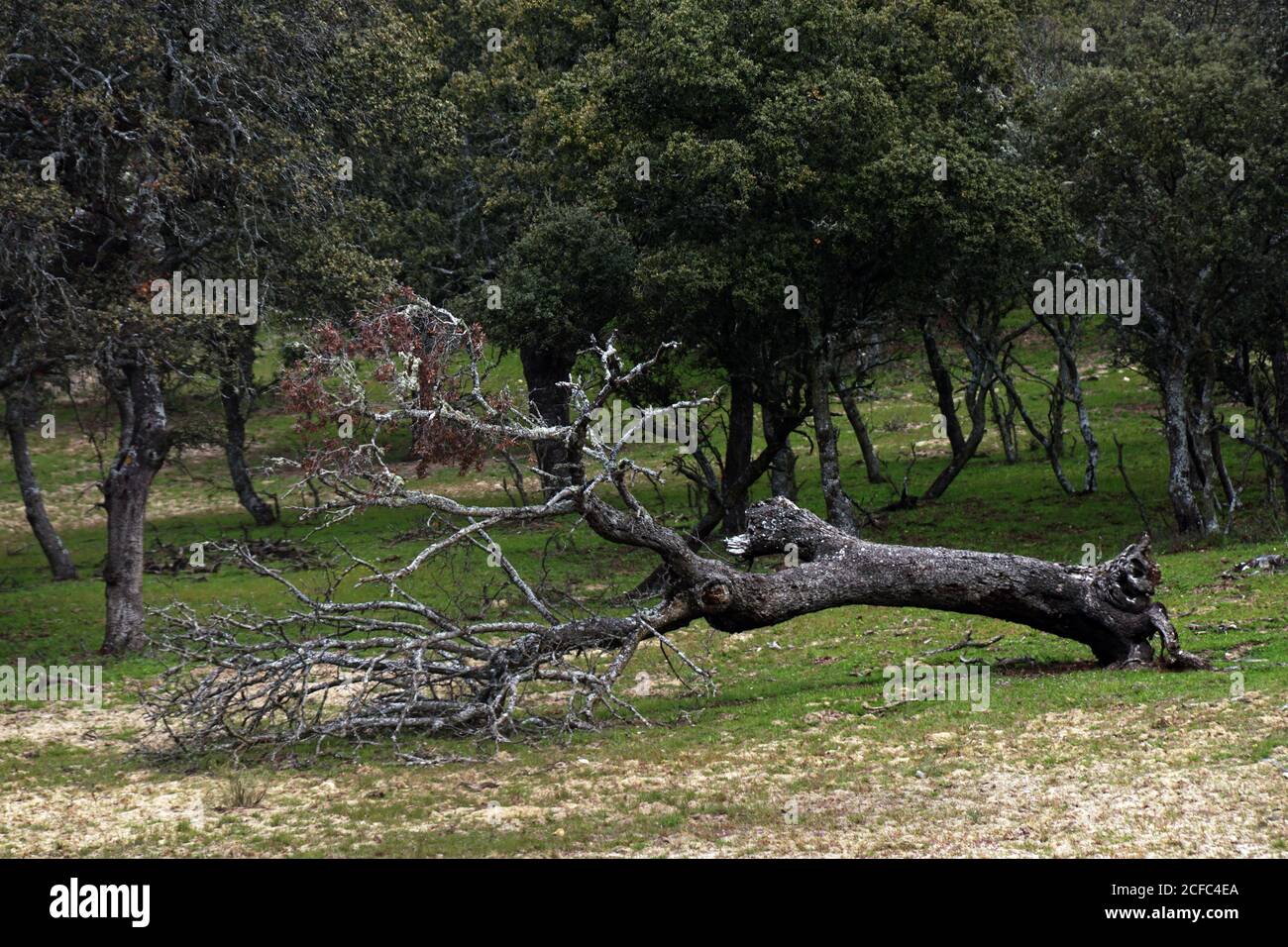 Aged tree hi-res stock photography and images - Alamy
