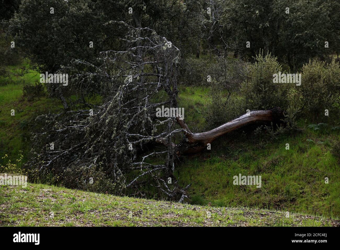 Aged tree hi-res stock photography and images - Alamy