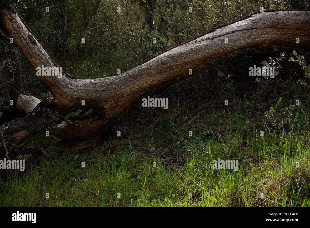Aged tree hi-res stock photography and images - Alamy