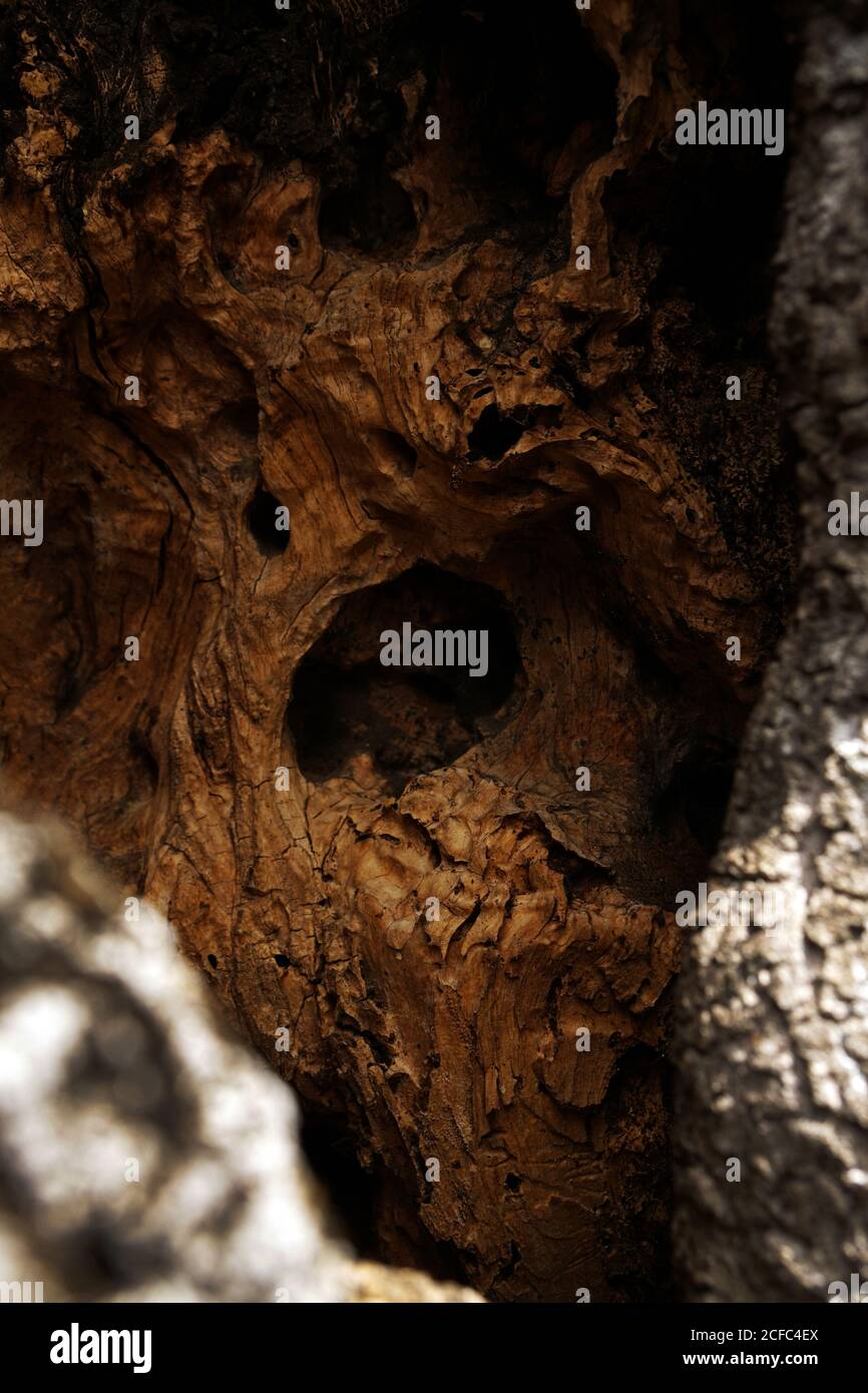 Cut section hi-res stock photography and images - Alamy