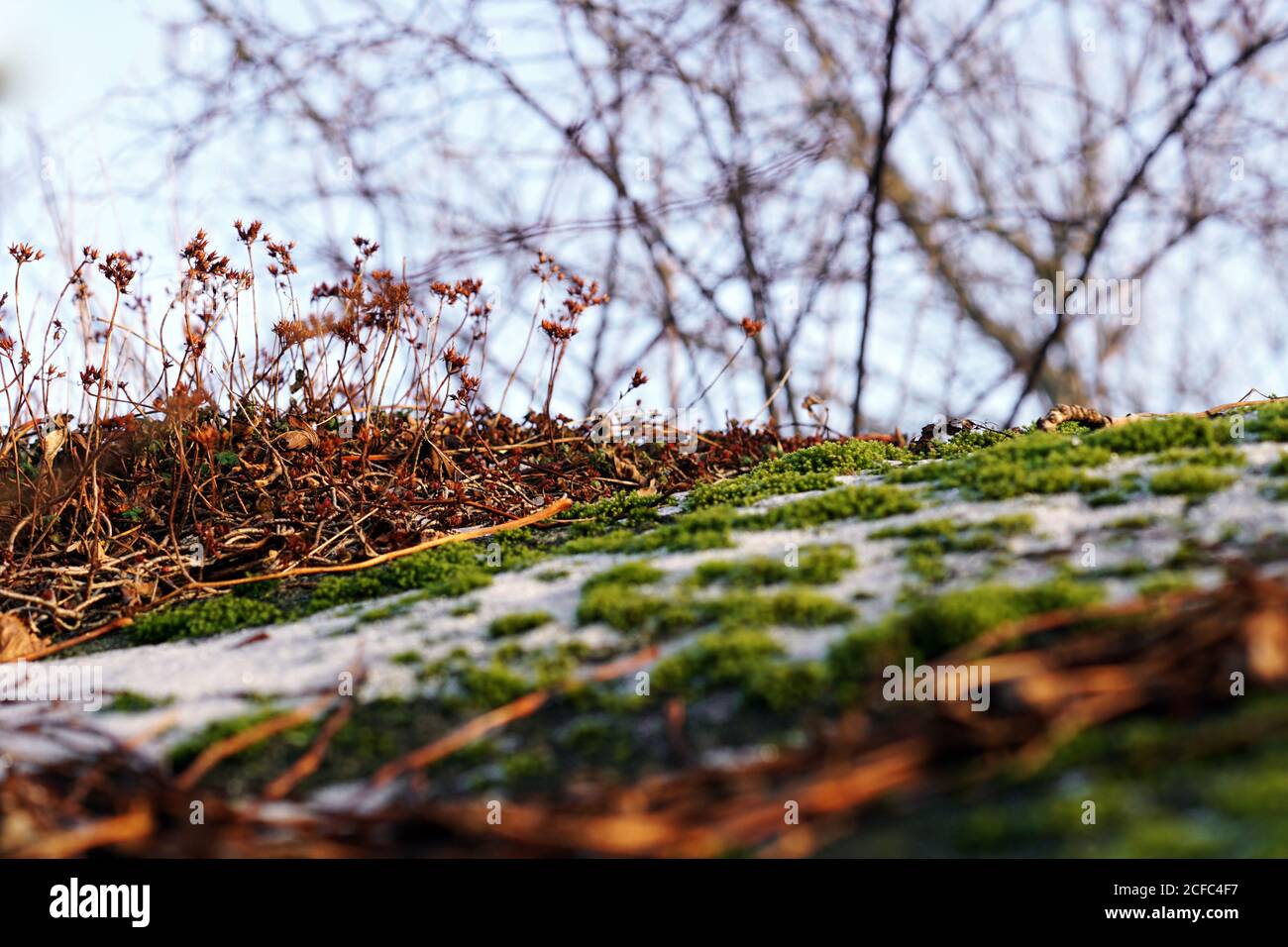 Soft focus of bright plants and fresh grass on ground covered with ...
