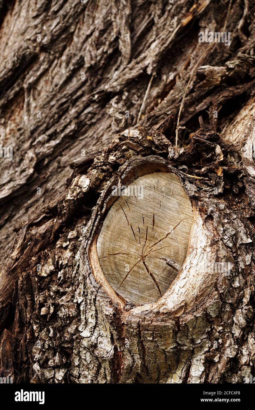 Sawed branch on old brown tree trunk with aged rough bark Stock Photo ...