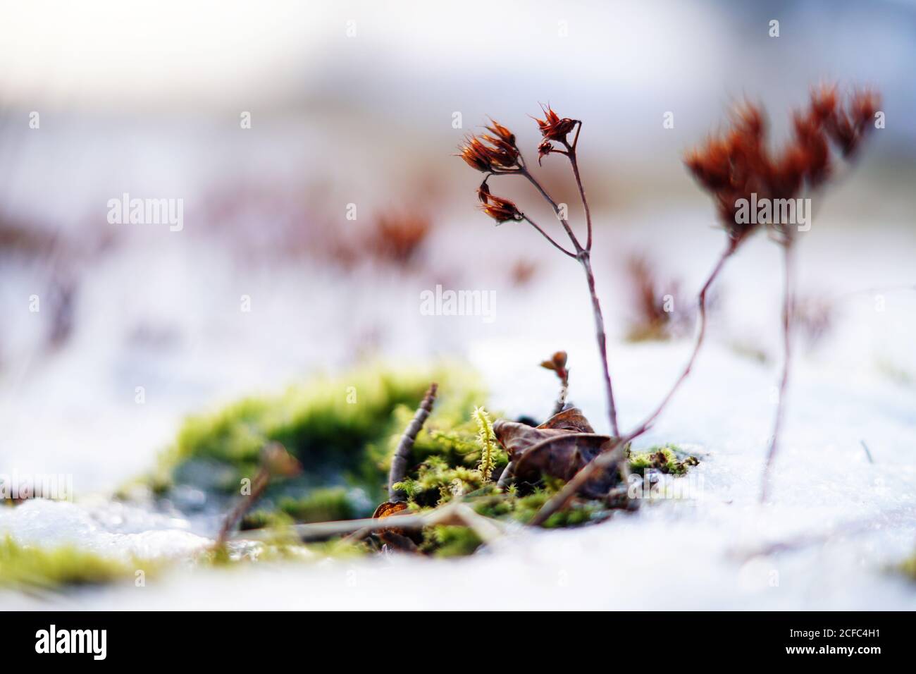 Soft focus plants hi-res stock photography and images - Alamy