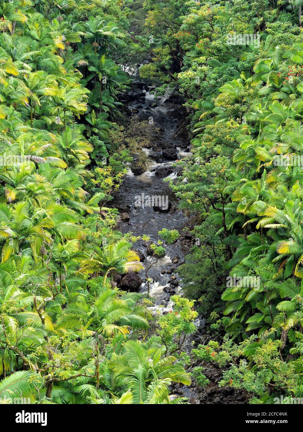 Arecaceae botanical family, Hawaii, Big Island, Nanue Stream, nature ...