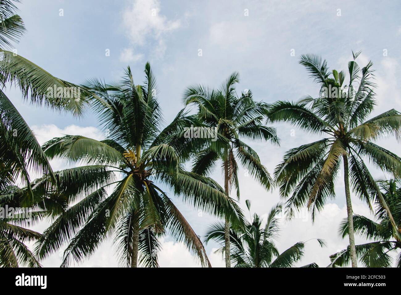 Palm trees in ubud indonesia low angle view hi-res stock photography ...