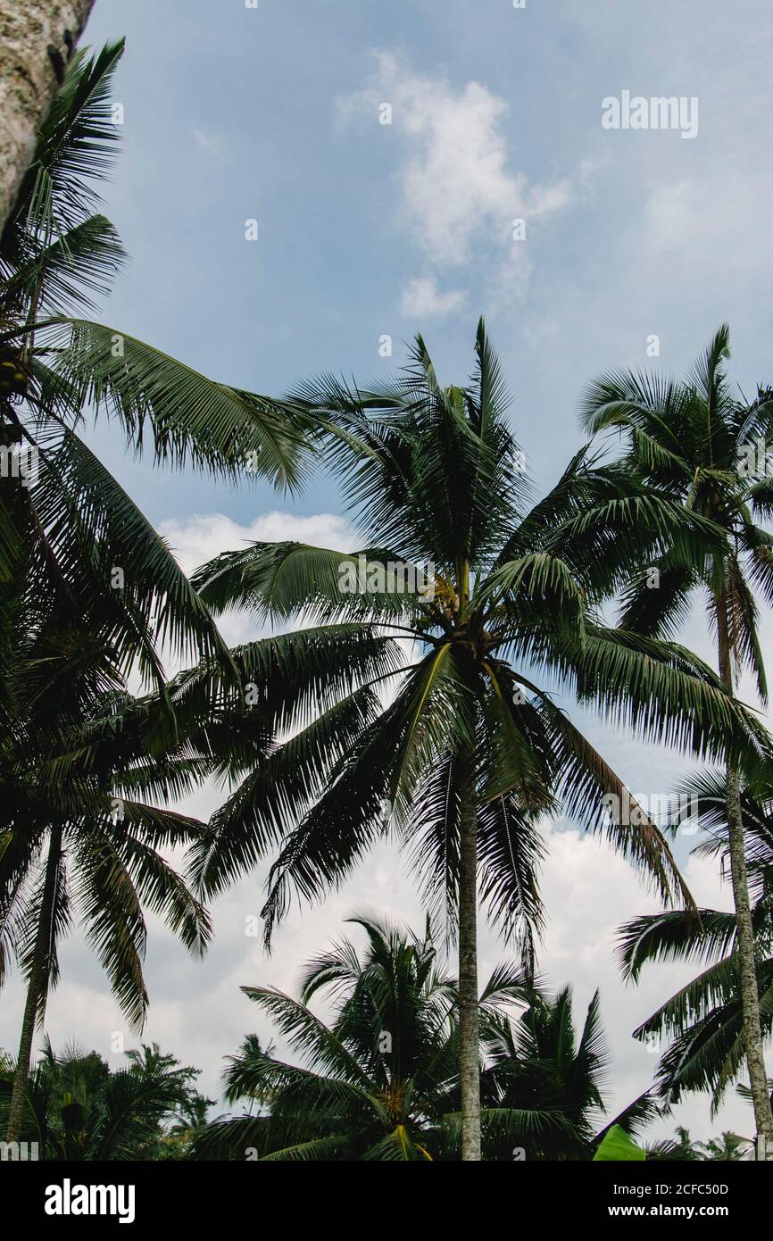 Palm trees in Ubud Indonesia low angle view Stock Photo - Alamy