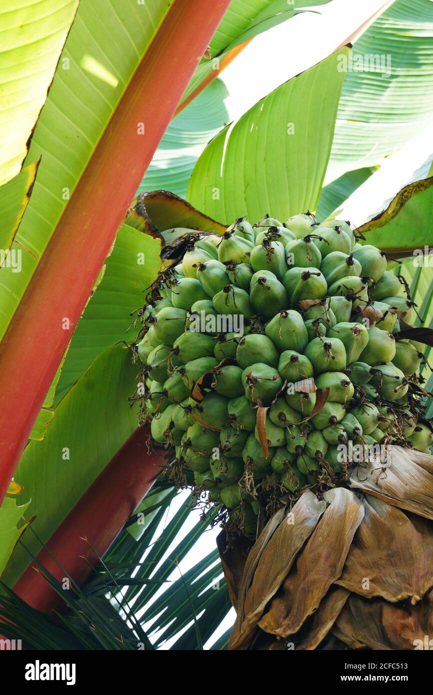 Palm fruits growing on tree hi-res stock photography and images - Alamy