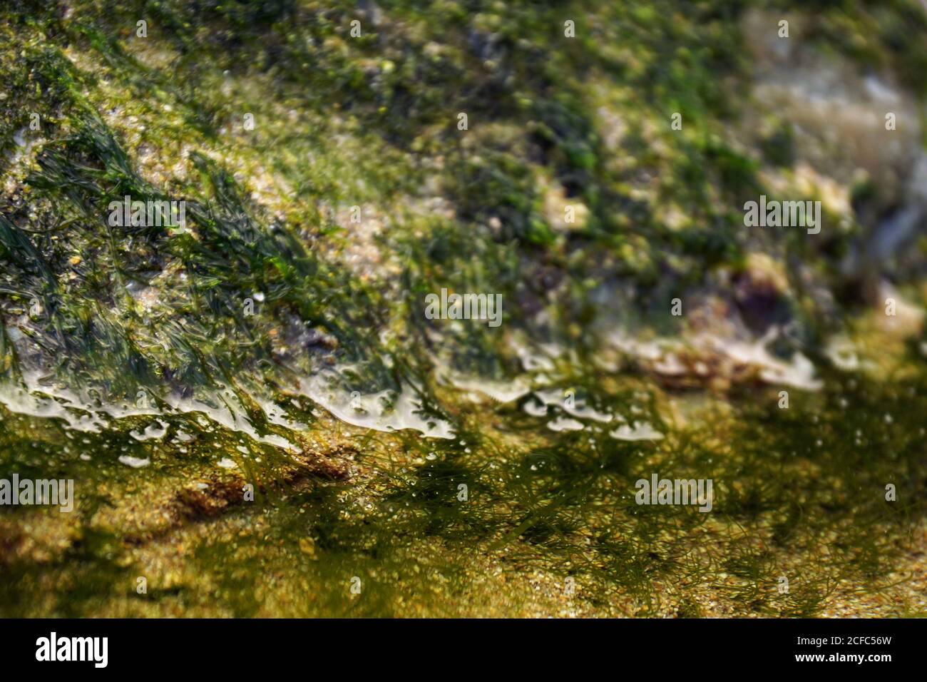 Beautiful wet algae on stone Stock Photo - Alamy