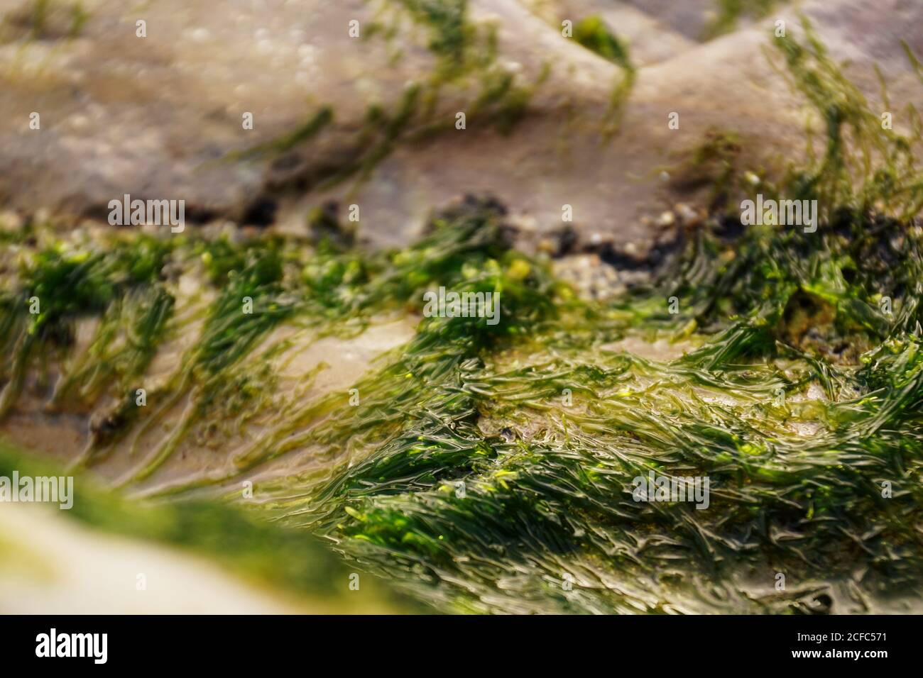 Beautiful wet algae on stone Stock Photo - Alamy