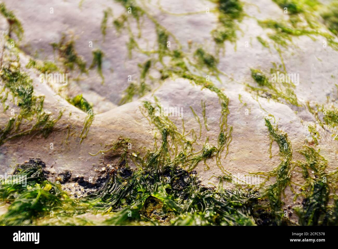 Beautiful wet algae on stone Stock Photo - Alamy