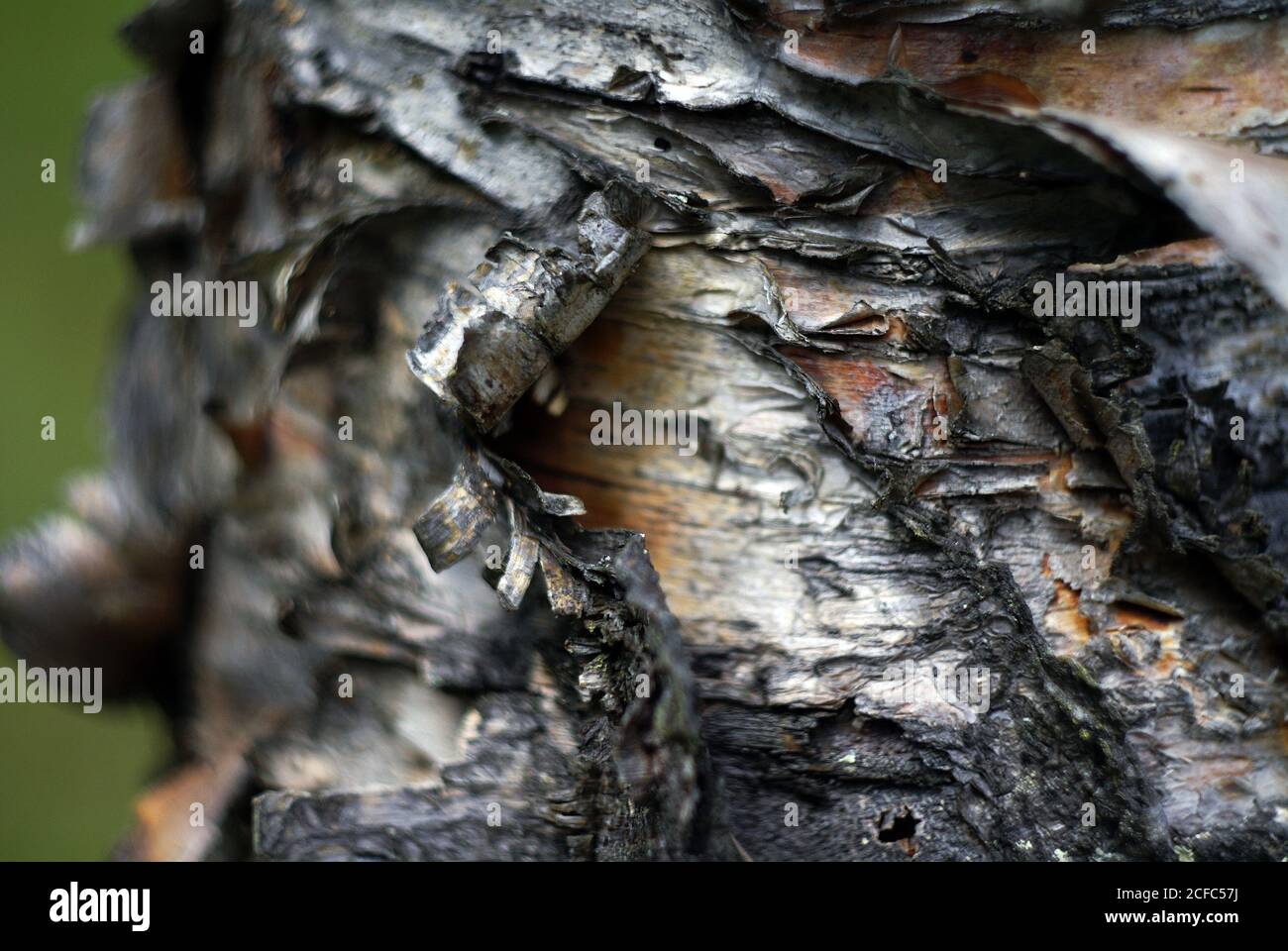 Closeup of rough textured bark of old birch tree in soft focus Stock ...