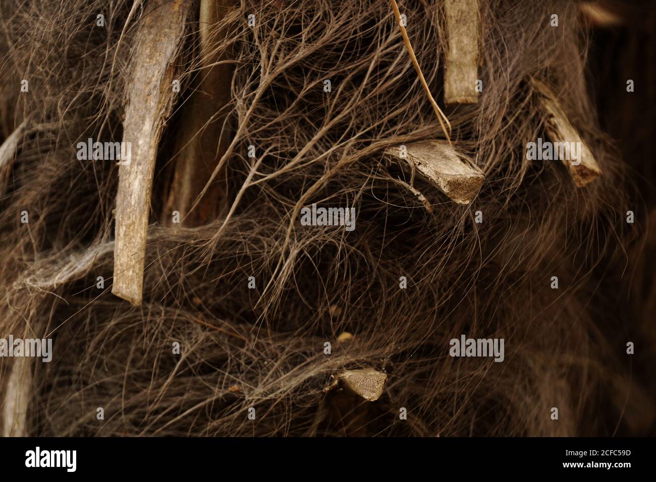 Nest of wooden branches and matted brown wool piled together on tree ...