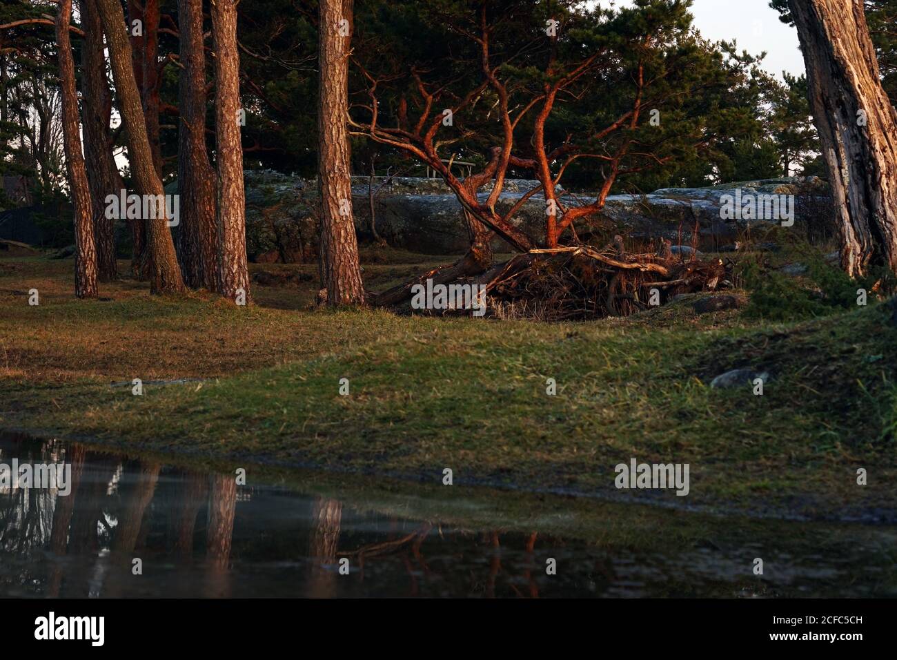 Tranquil woods with evergreen trees at lake in sun rays Stock Photo - Alamy