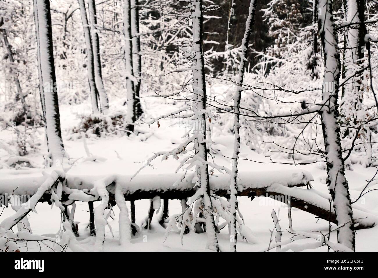 Leafless frosted trees covered with white pure snow in winter woods of ...