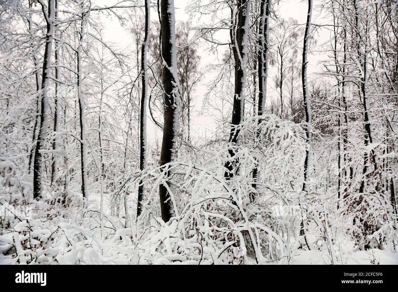 Leafless frosted trees covered with white pure snow in winter woods of ...