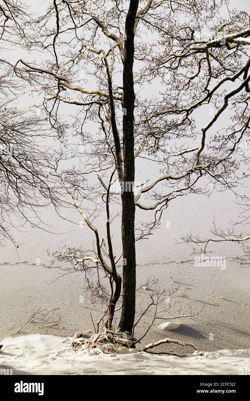 Thin leafless trees growing on snowy ground of cold winter day in ...