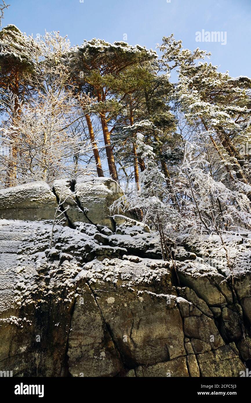 Low angle of icy leafless trees next to high rocky slope with evergreen ...