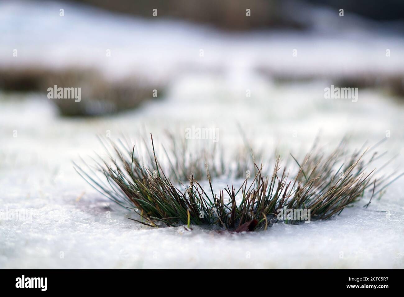 Spiky grass hi-res stock photography and images - Alamy