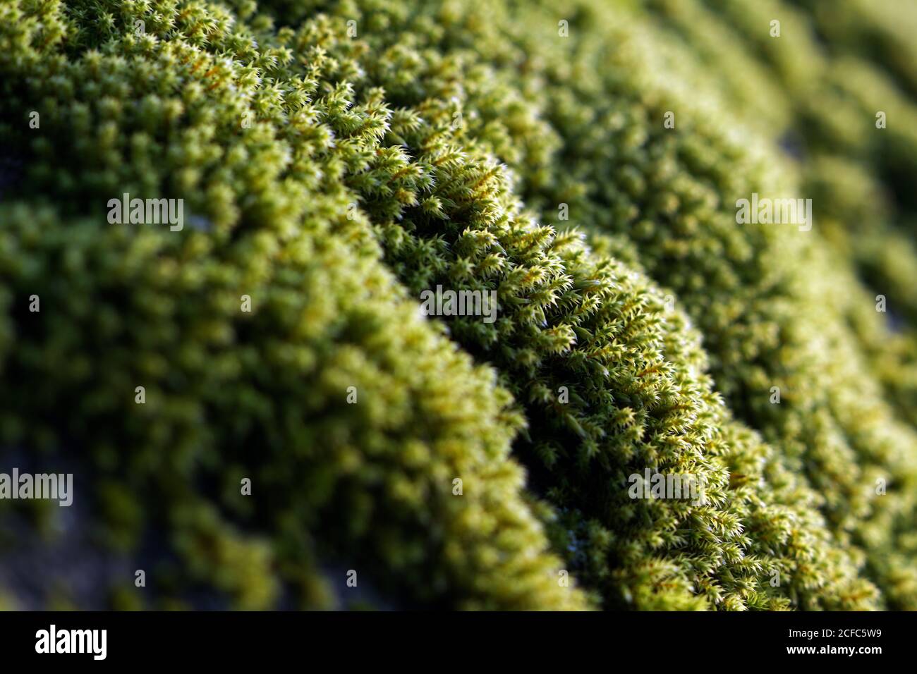 Moss plant hi-res stock photography and images - Alamy