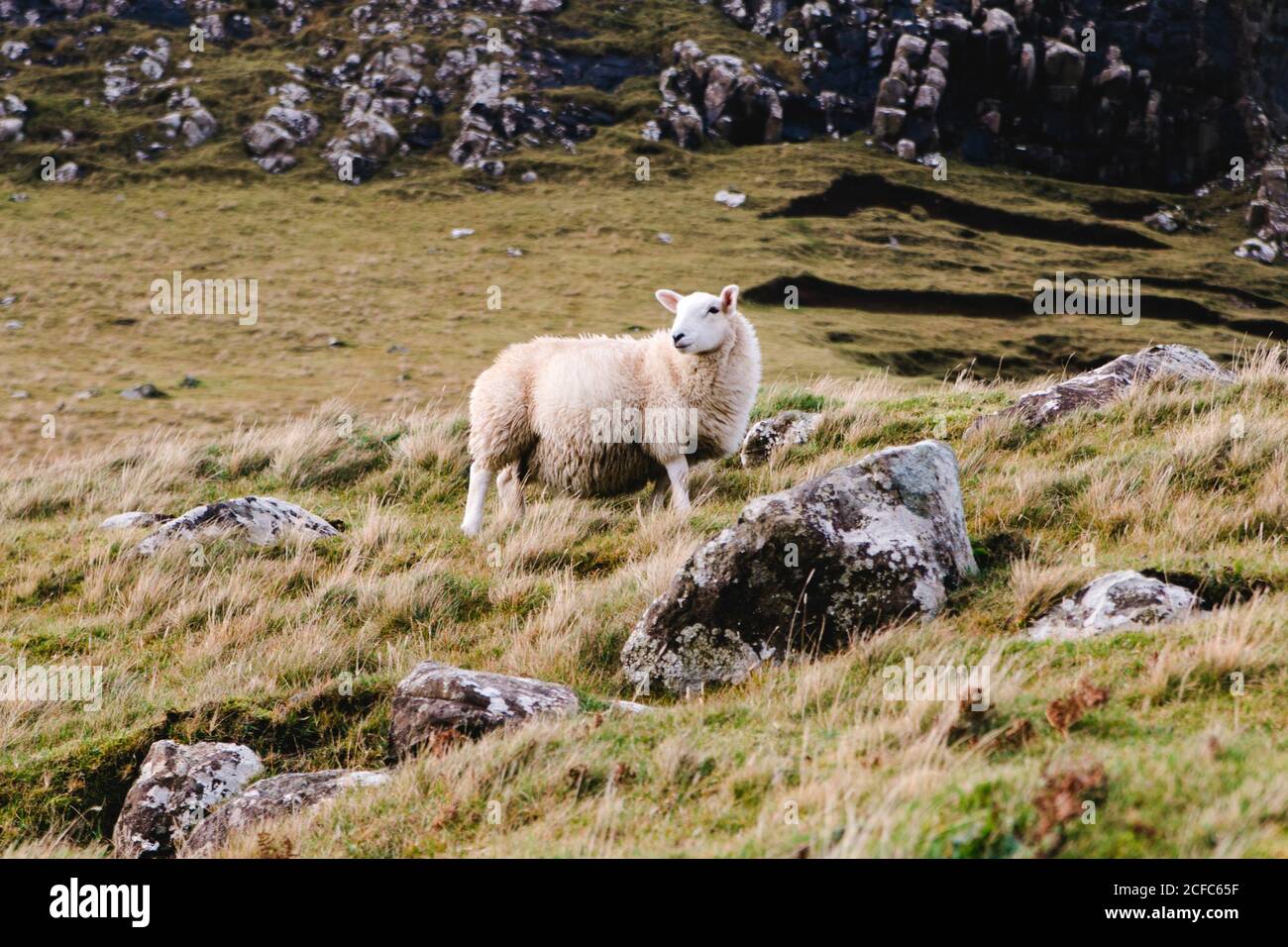 Sheep in Scotland in a pasture Stock Photo - Alamy