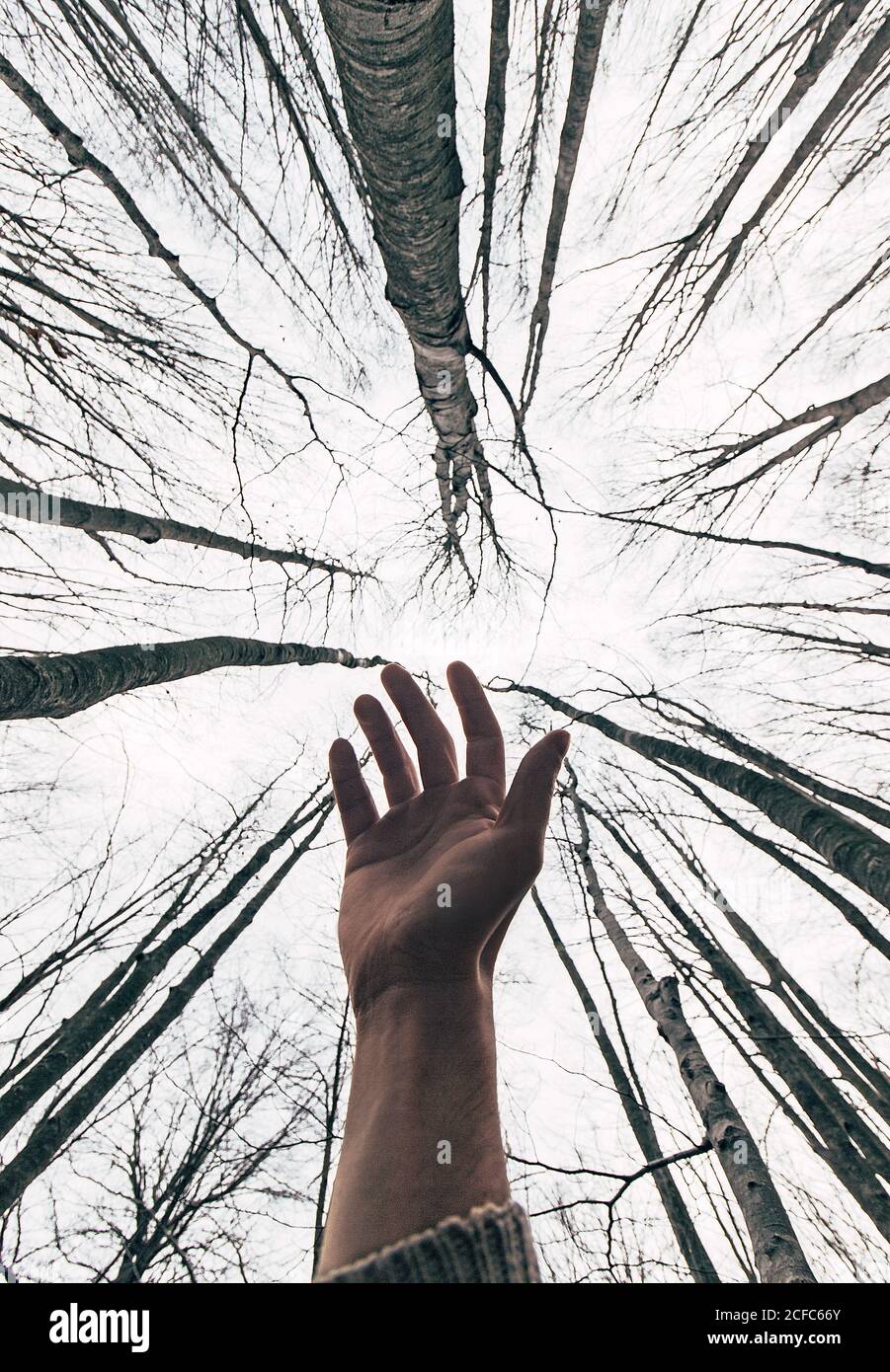 From below amazing view of high tree branch woods in forest Stock Photo ...