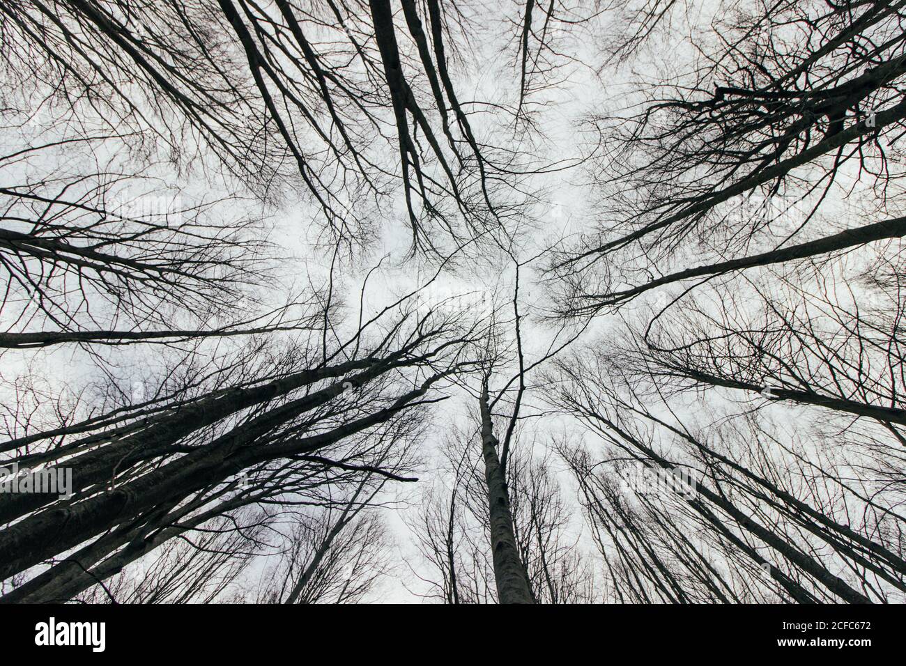 From below amazing view of high tree branch woods in forest Stock Photo ...
