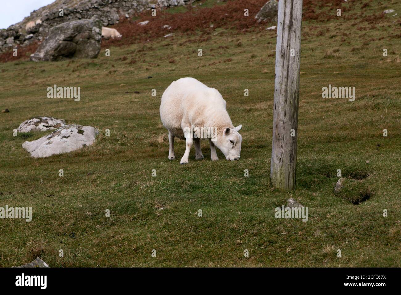 Sheep in Scotland in a pasture Stock Photo - Alamy