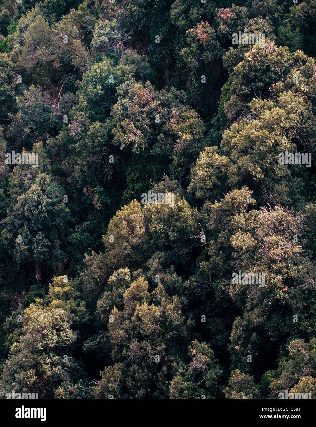 Drone view of grove thick fluffy green crowned trees Stock Photo - Alamy