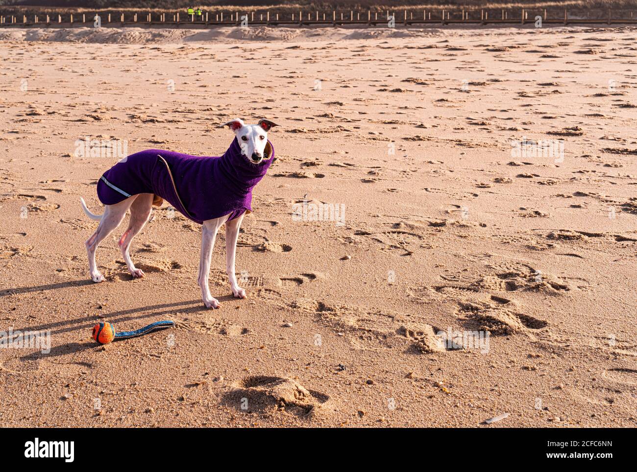 Greyhound on the beach hi-res stock photography and images - Alamy
