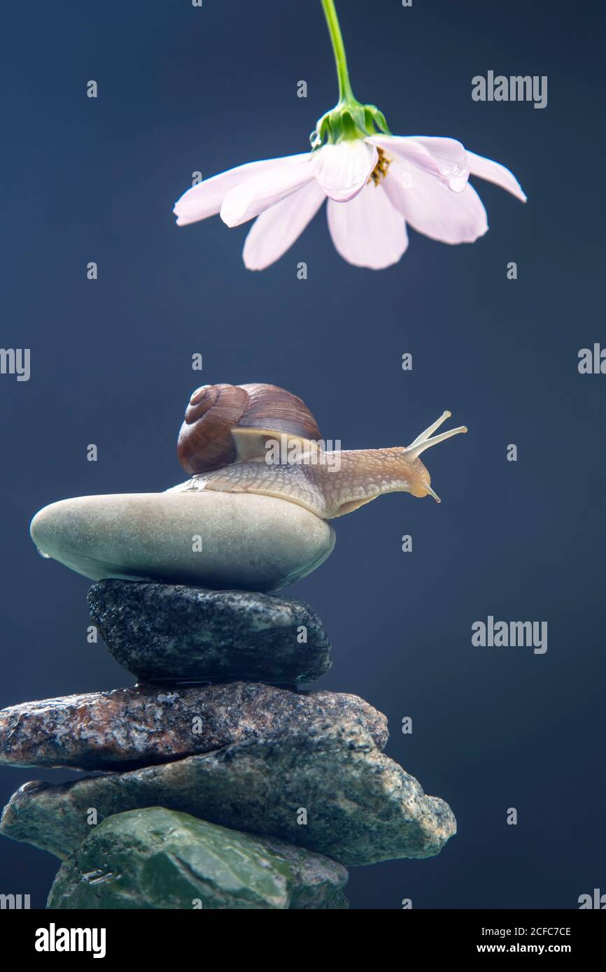 Pyramid snail hi-res stock photography and images - Alamy