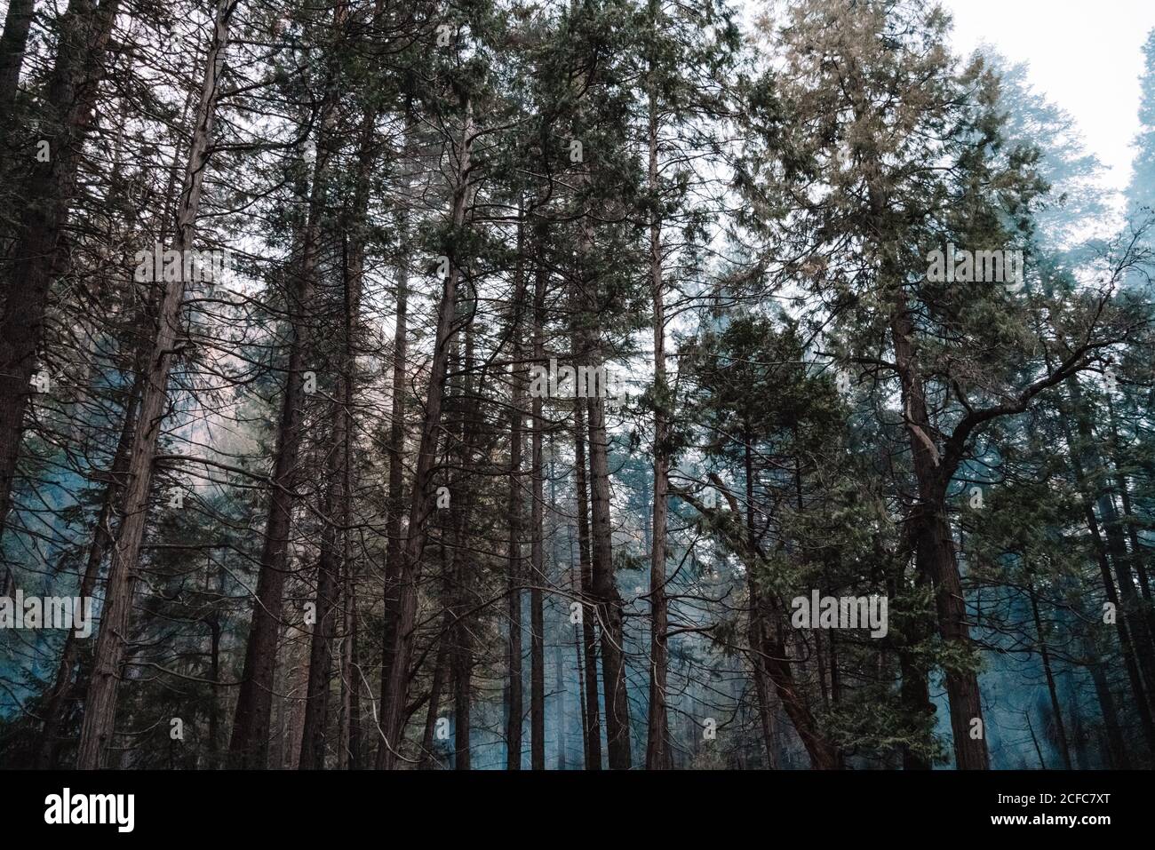 Low angle of tall evergreen sequoia trees in misty woods in Yosemite ...