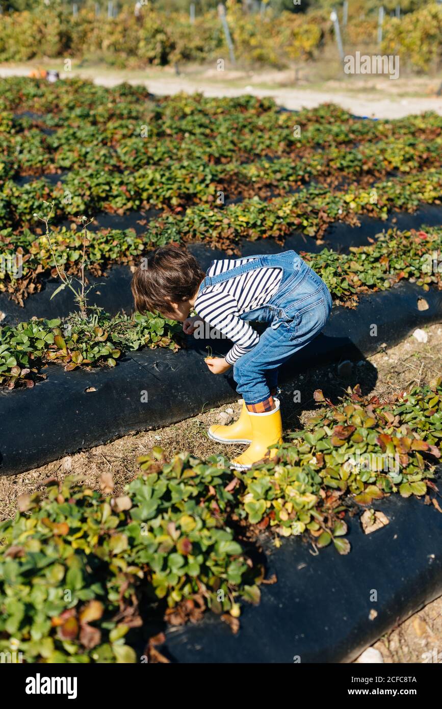 Child touching leaves in bushes in garden bed Stock Photo - Alamy