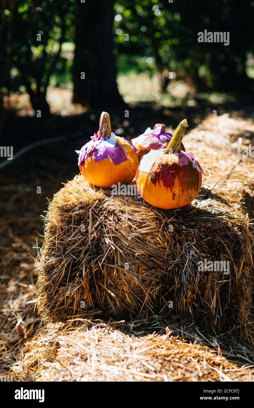 Small pumpkins in dry hi-res stock photography and images - Alamy