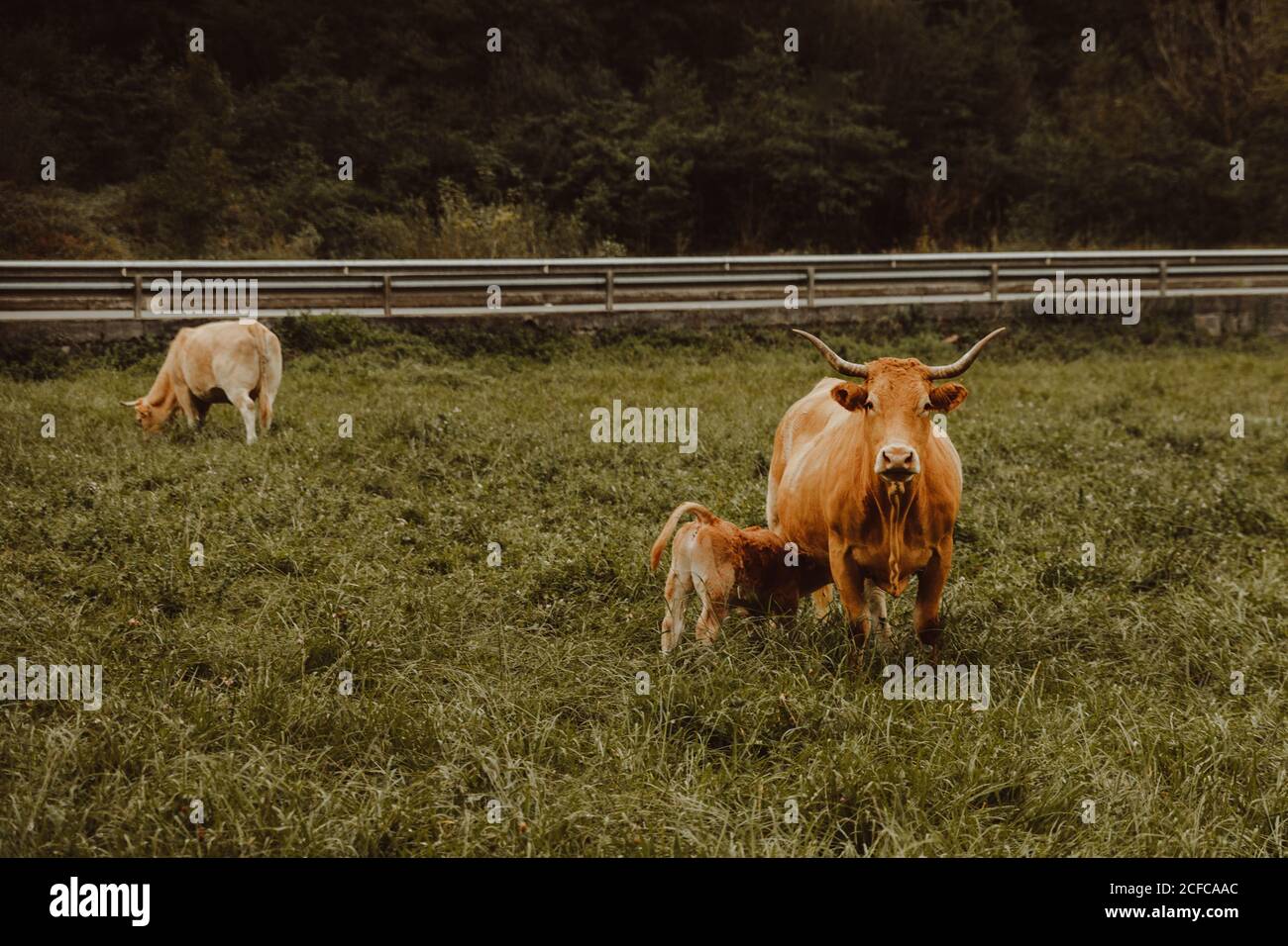 Side view of brown cow with little calf grazing in fenced paddock near ...