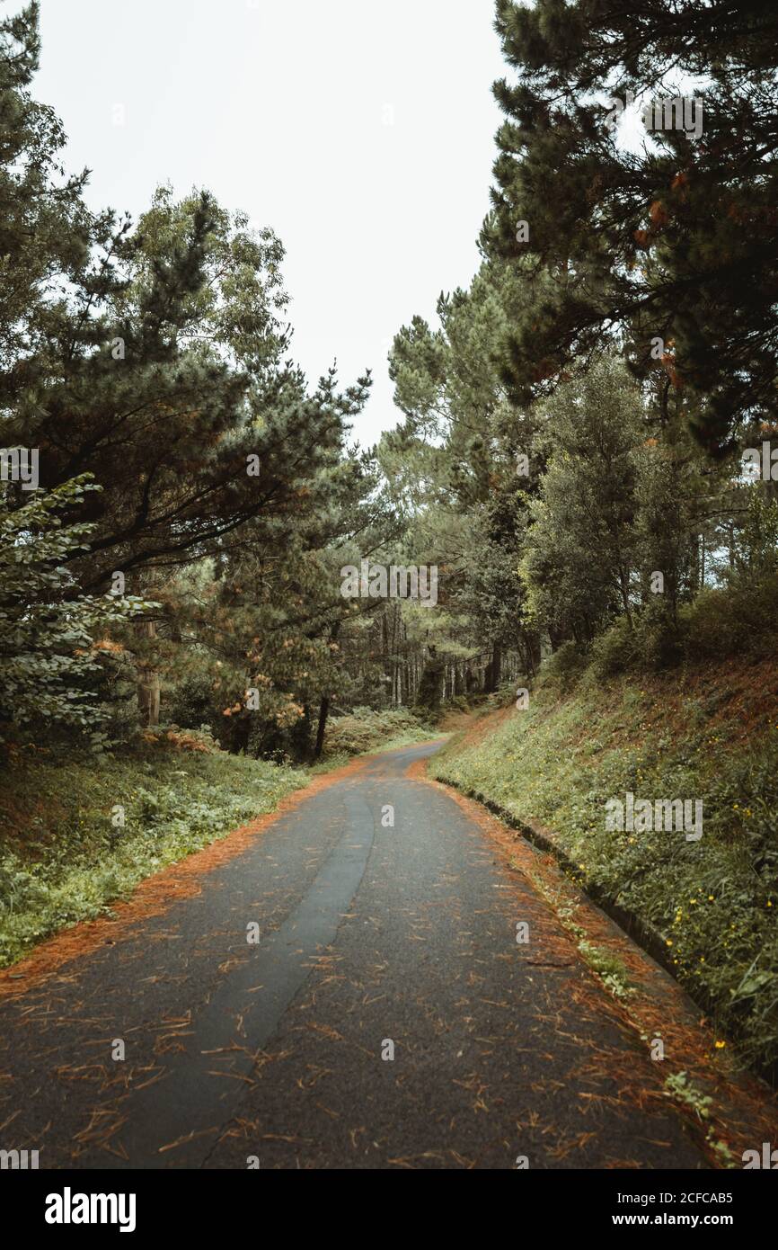 Asphalt narrow path surrounded by trees on hill in daylight in ...