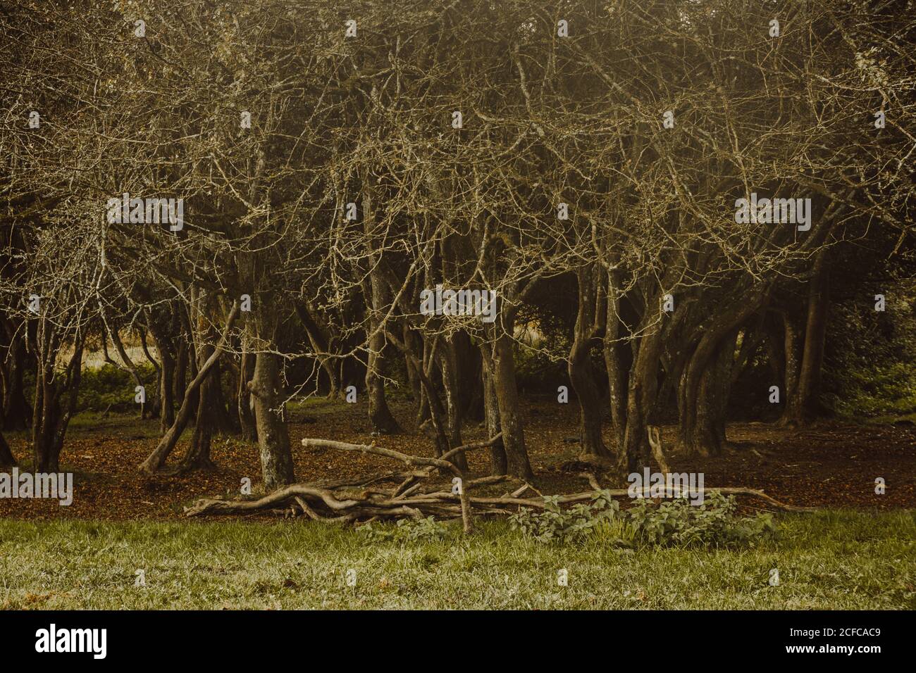 Leafless tree trunks hi-res stock photography and images - Alamy