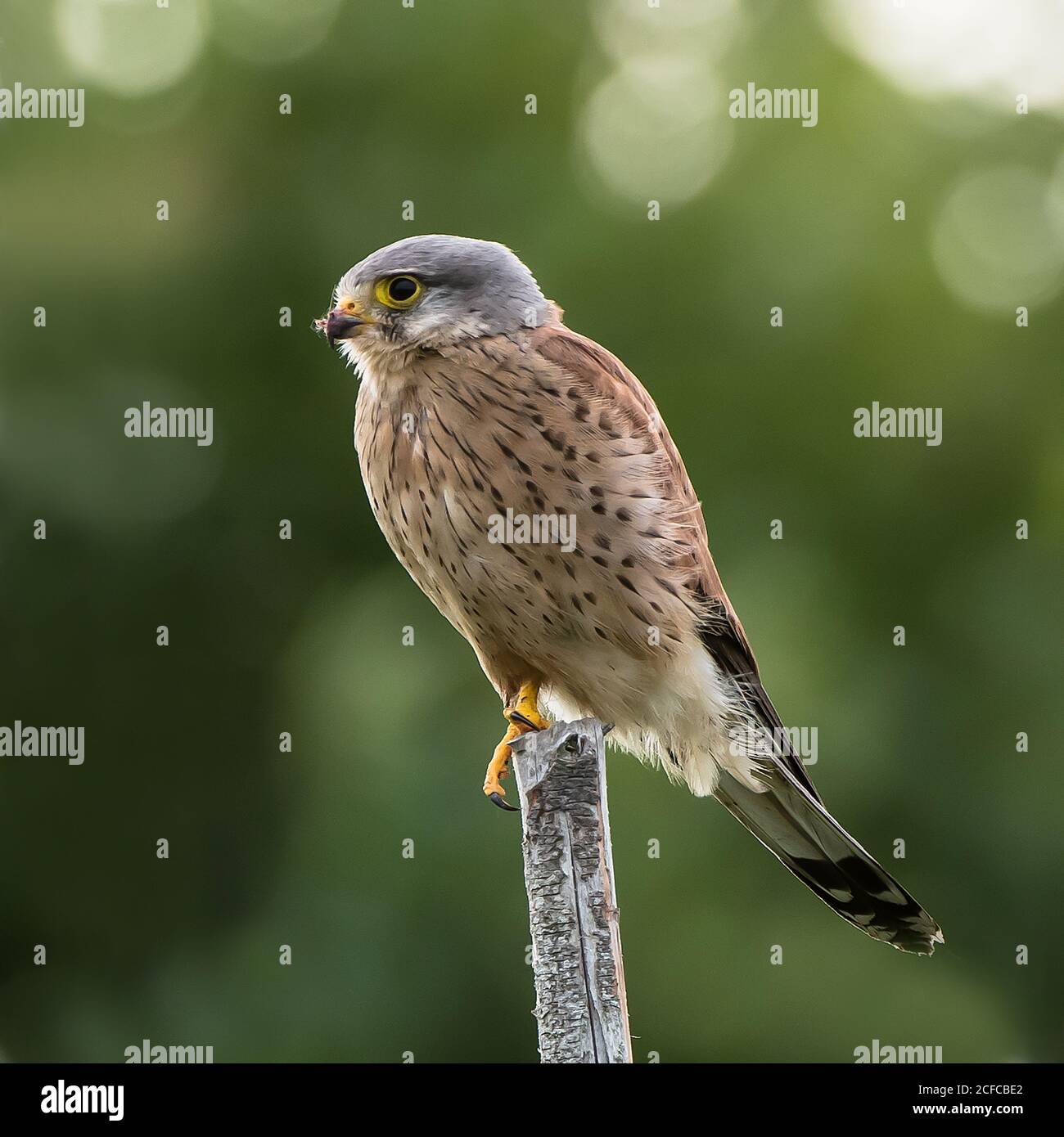 The male Kestrel hunting on top of a round pole to catch a new meal for ...