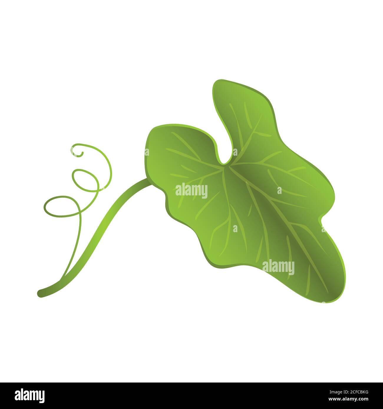 Pumpkin leaf isolated on white, 3d vector illustration Stock Vector ...