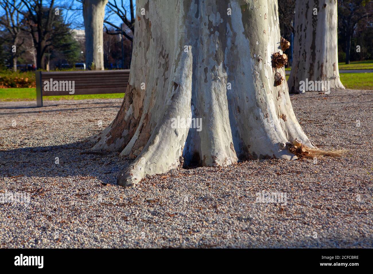 Tree base , trunk with roots . City park in the springtime Stock Photo ...
