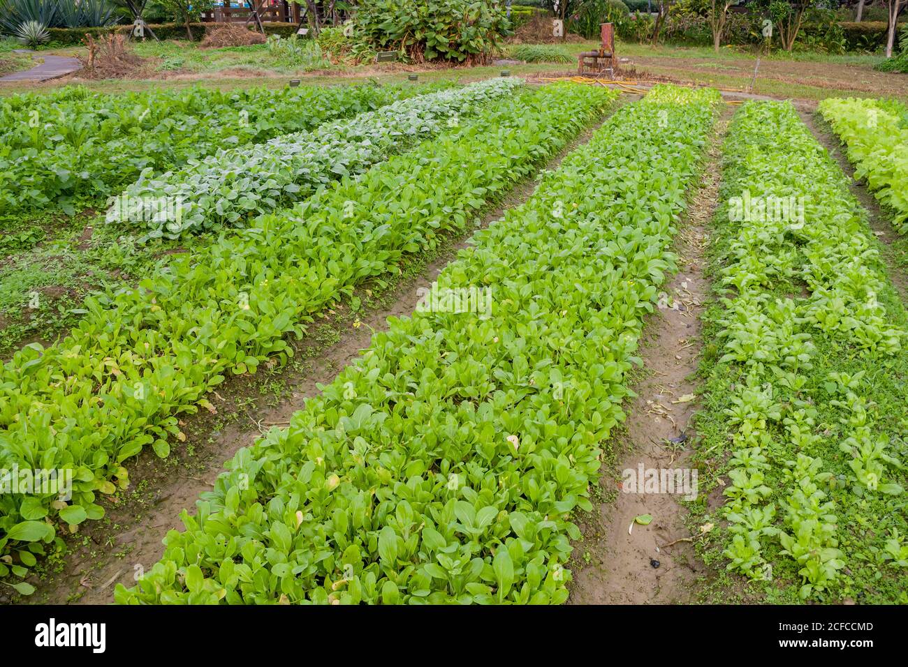Taipei taiwan vegetables hi-res stock photography and images - Alamy