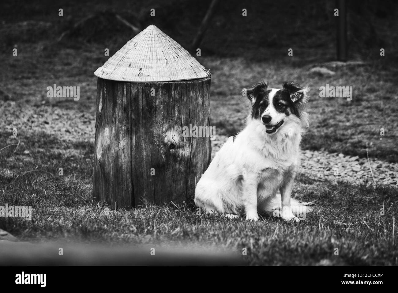 Conical stump Black and White Stock Photos & Images - Alamy